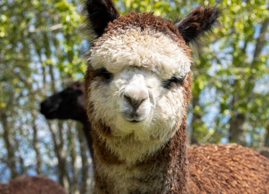 Understanding Alpaca Talk – Alpacas of Montana