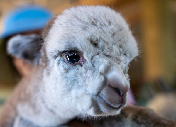 Emergency Preparedness for Alpaca Owners - Alpacas of Montana
