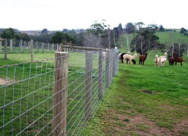 Alpaca Fencing and Pastures - Alpacas of Montana