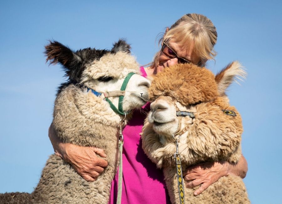 Monday Alpaca Meet and Greets – Alpacas of Montana