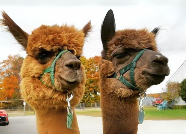 Alpaca Training - Video - Alpacas of Montana