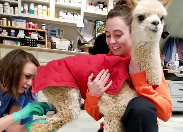 An Alpaca with a Broken Leg - Alpacas of Montana