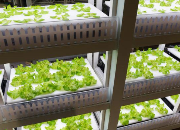 Compost Tea In Hydroponic Garden | Alpacas of Montana