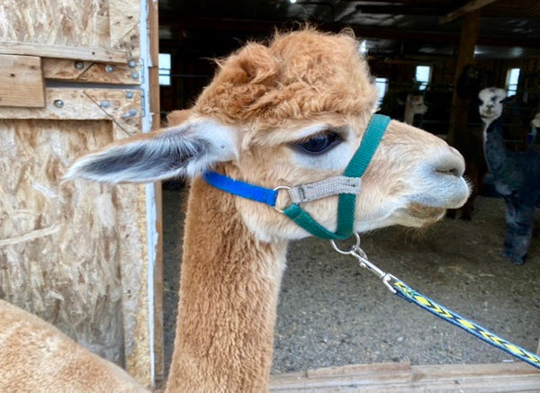 Alpaca Ear Infection - Alpacas of Montana