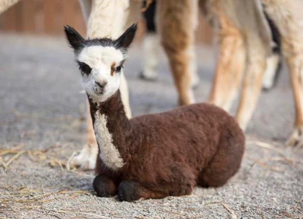 The Alpaca Birthing Process - Alpacas of Montana