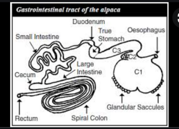 The Alpaca Digestive System - Alpacas of Montana