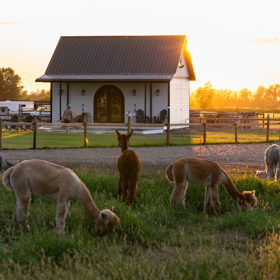 Alpaca Body Language and Vocalizations - – Alpacas of Montana