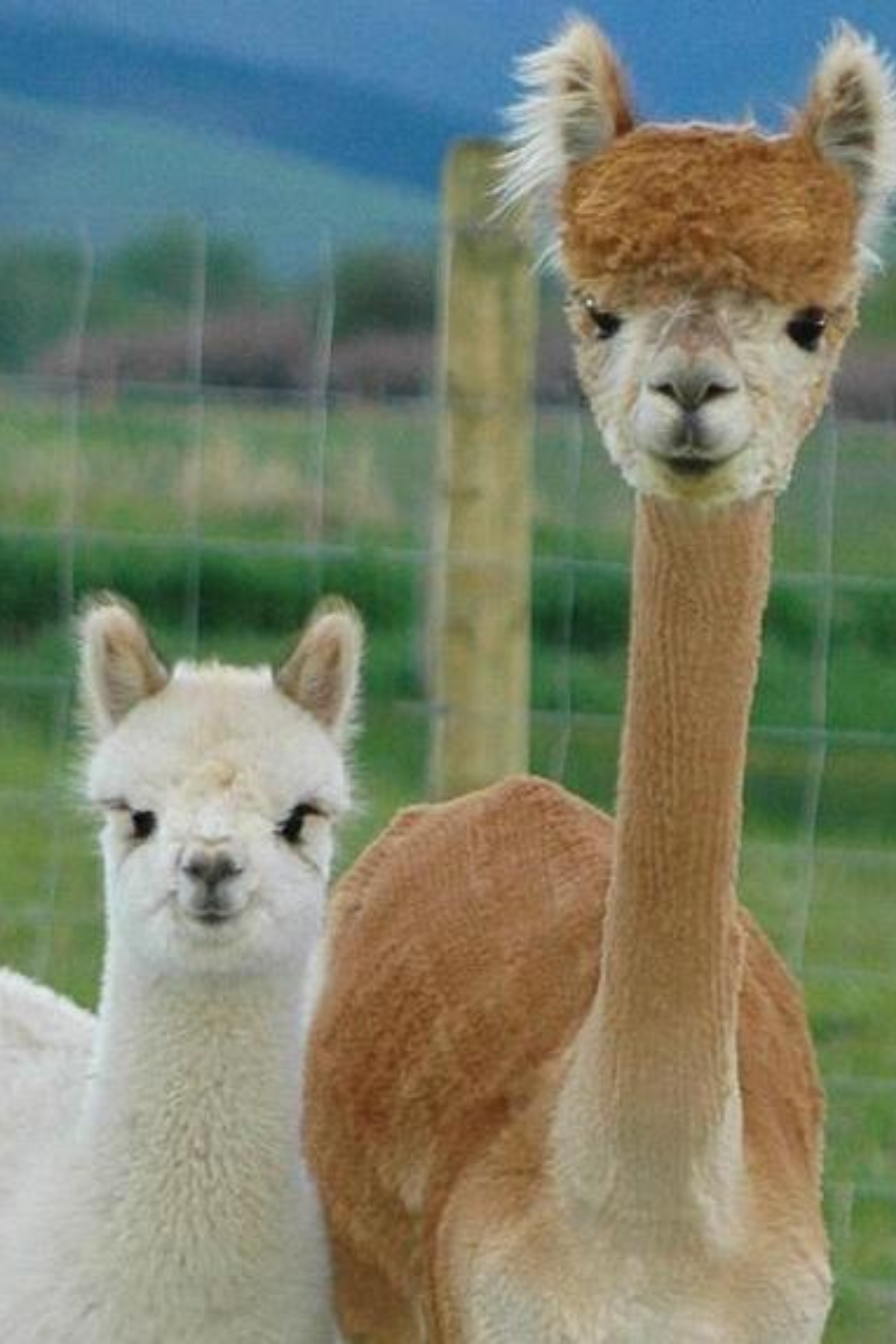 Alpacas For Sale - Alpacas of Montana