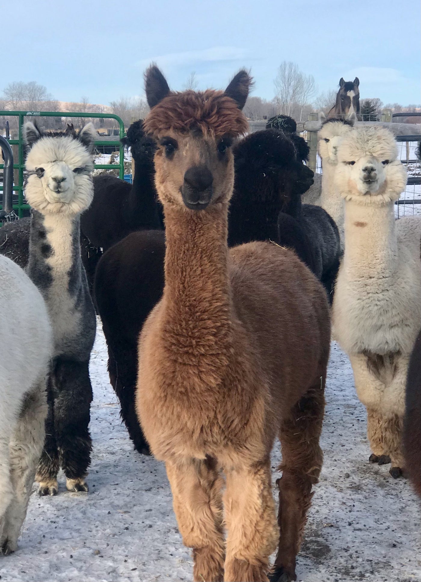 Alpaca Blog and Alpaca News | Alpacas of Montana