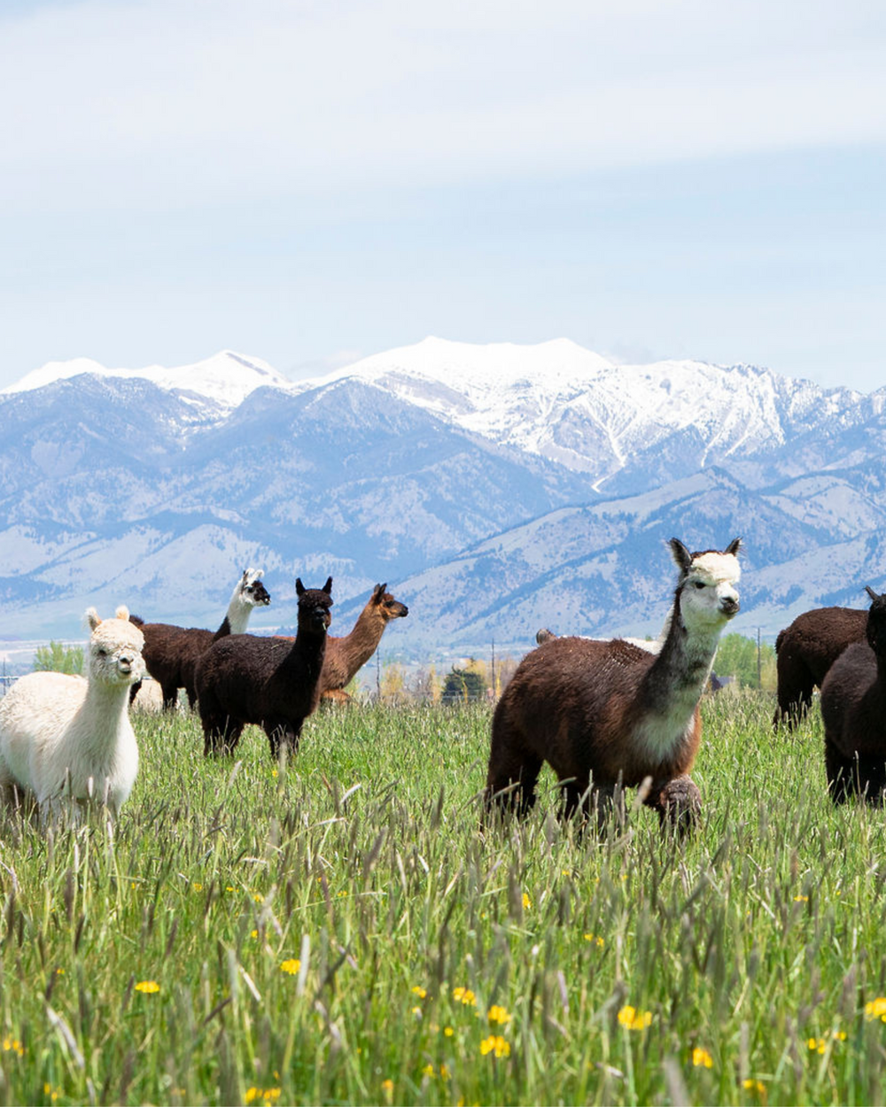 Is Alpaca Wool Sustainable | Information from Alpacas of Montana