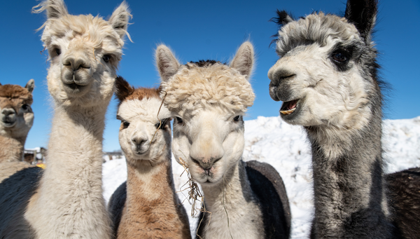 Alpacas For Sale - Alpacas of Montana