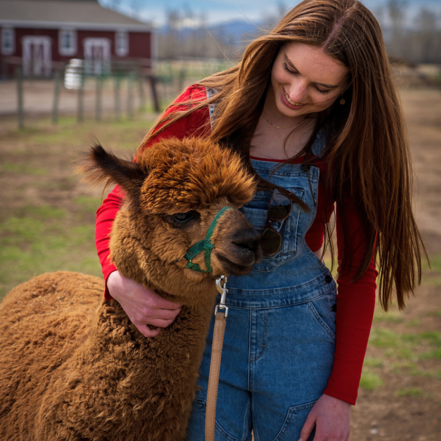 Alpaca & Llama Farm Tour Experience - Alpacas of Montana