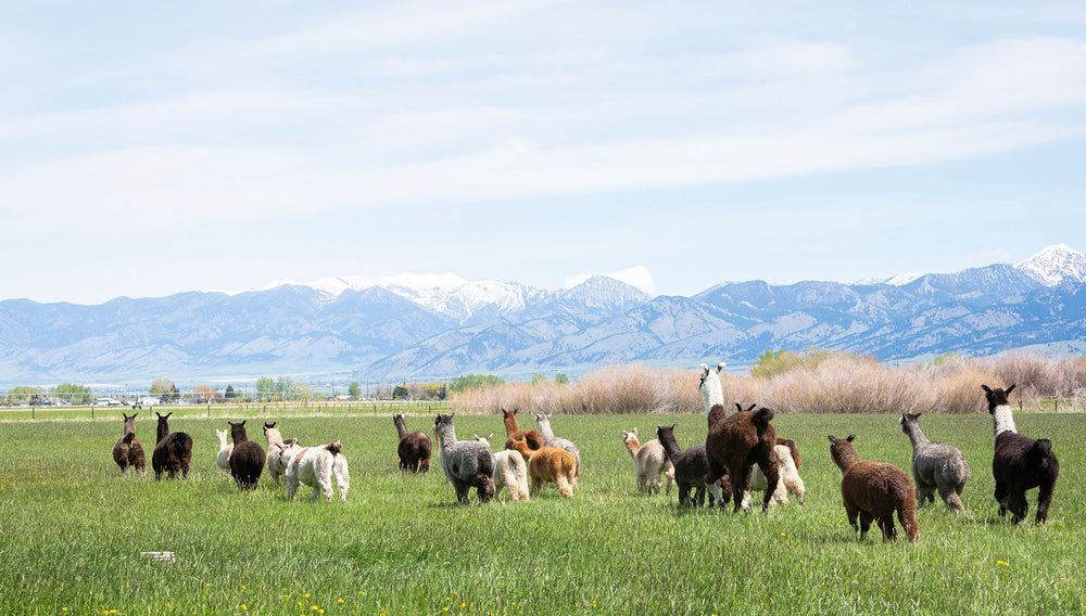 Meet The Team | Alpacas of Montana