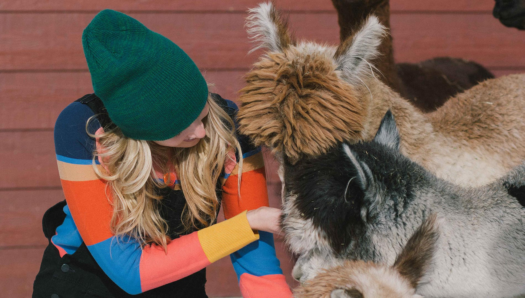 About Our Alpaca Farming Story | Alpacas of Montana