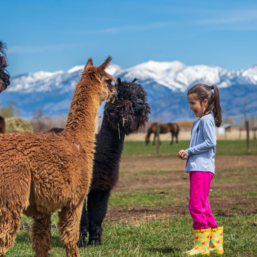Alpaca & Llama Farm Tour Experience - Alpacas of Montana