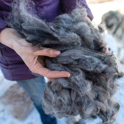 Alpaca Fleece and Alpaca Fiber 100% Natural Raw Alpaca - Alpacas of Montana
